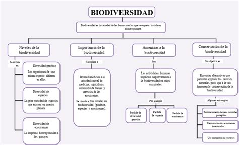 Mapa Conceptual De La Biodiversidad Pdf Biodiversidad Protección
