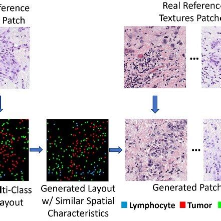 Overview Of Our Multi Class Cell Context Generator Download Scientific Diagram