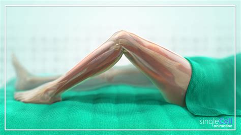 Distal Superficial Peroneal Nerve Decompression On Behance