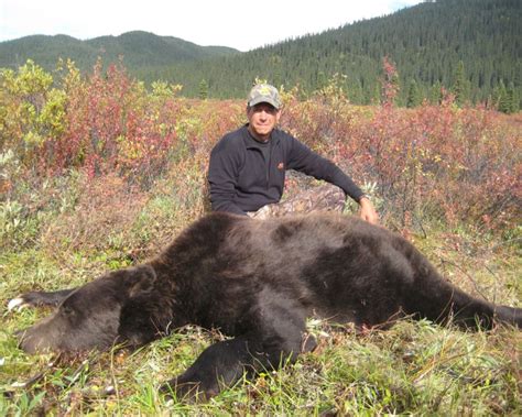 Grizzly Wolf Wolverine Gallery Yukon Stone And Moose Creek Outfitters