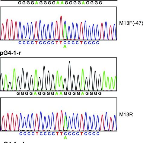 G4 1 Template Causes Coincident C And A Signals Within The G4 Sequence