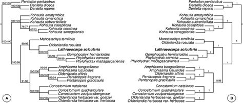 Results Of Phylogenetic Analysis 2 A Strict Consensus Tree Of The