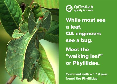 qatestlab on linkedin bug fridayfunday qa softwaretesting