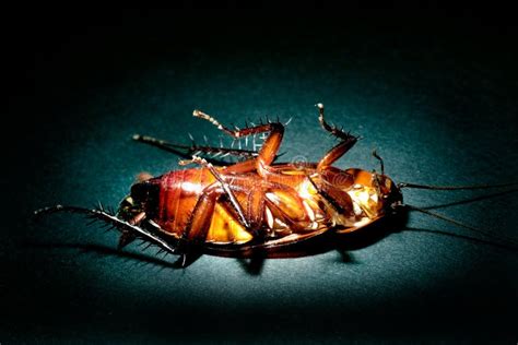 Cockroach Extermination Concept Stock Image Image Of Beetle