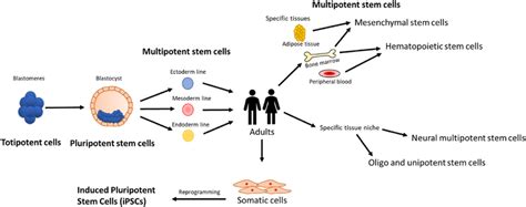 A Schematic Representation Of Various Sources Of Stem Cells And Their Download Scientific