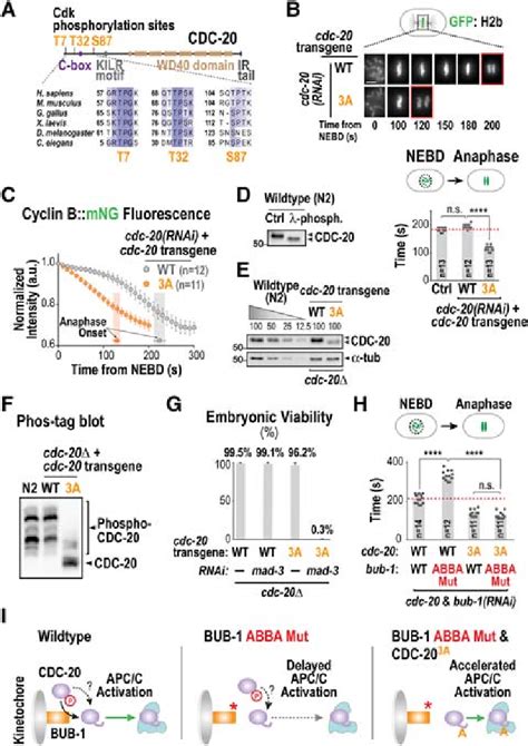 Cdk Phosphorylation Of Cdc 20 Restrains Apcc Activation A Schematic