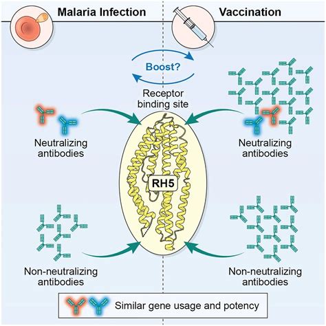 How Natural Malaria Infection Affects Rh5 Antibody Response Himanshu