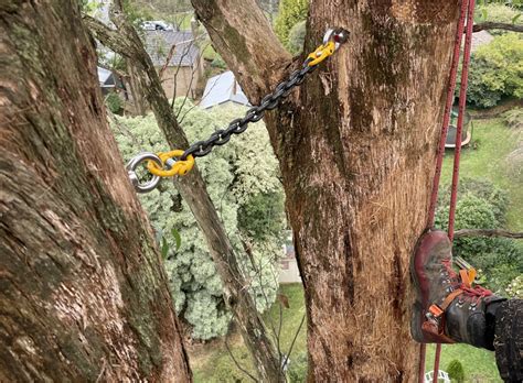 CABLING BRACING Tree Time