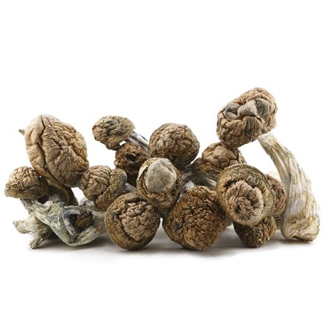 Shrooms Daddy Long Legs The Chronfather Online Canada Dispensary