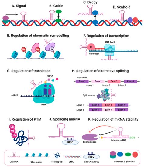 General Biological Functions Of Lncrnas Lncrna Biological Functions Download Scientific