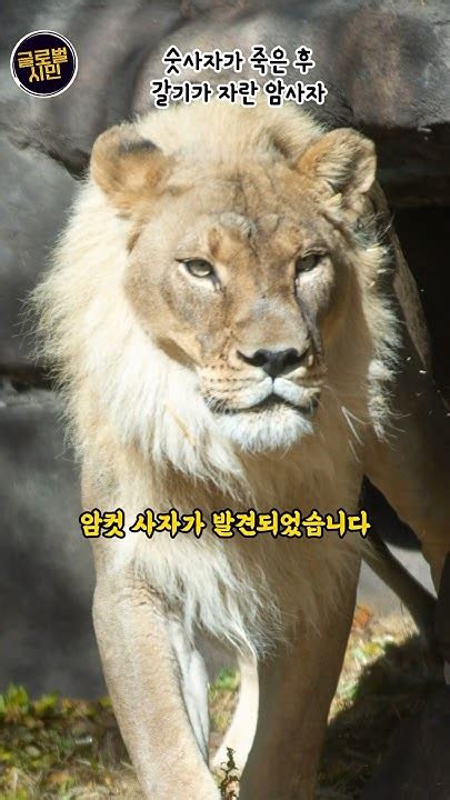 숫사자가 죽은 후 갈기가 자란 암사자가 발견되었다는데 Youtube