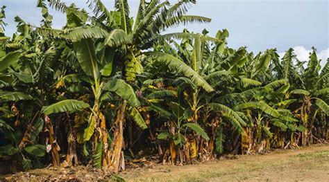 ₹200 Crore Banana Cluster Approved In Maharashtras Jalgaon To Boost