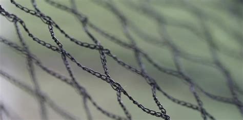 Moth Eggs Identification Life Cycle And Prevention Guide Clark Pest