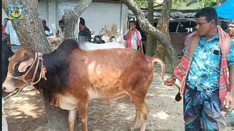 আজ ২৯ আগষ্ট২৪ বর্ডার সংলগ্ন জাবর হাটে খামার উপযোগী দেশাল জাতের ষাঁড় গরুর কেনা বেচা