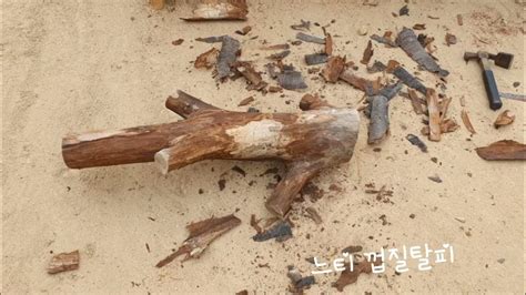 느티나무 껍질을 벗기는 작업 Youtube