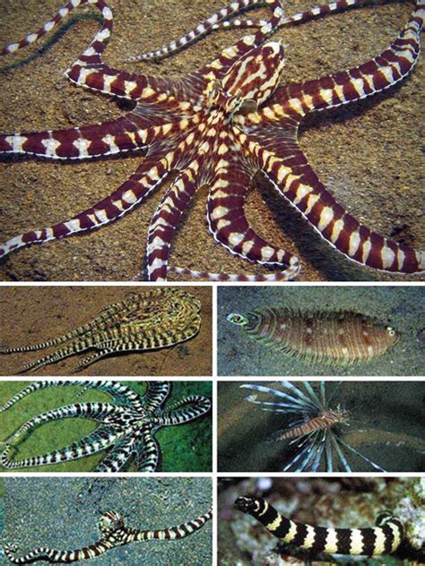 Mimic Octopus Transformation