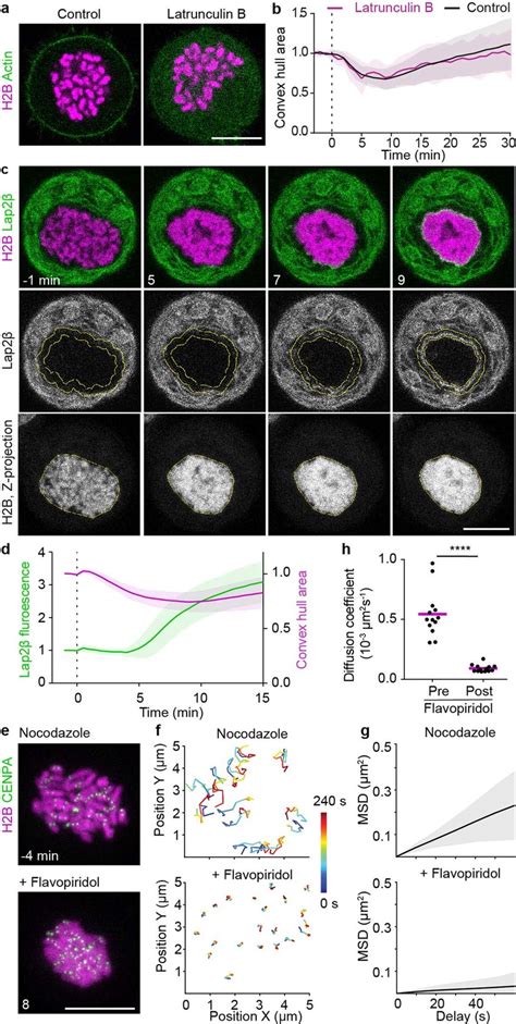 Chromosome Clustering Is Independent Of F Actin Precedes Enwrapment By Download Scientific