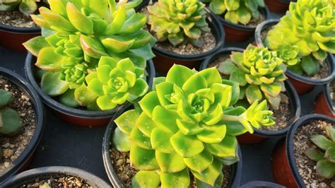 83 대표적인 국민다육 레티지아쨈 적심키우는 방법🌴 레티지아 레트지아 쨈 다육식물레티지아 다육식물레트지아 레티지아키우는방법 레트지아키우는방법