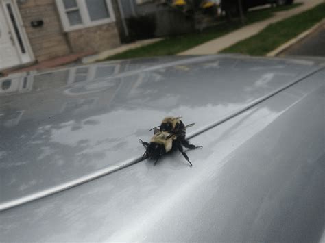 These Bees Were Just Having Sex On My Car Pics