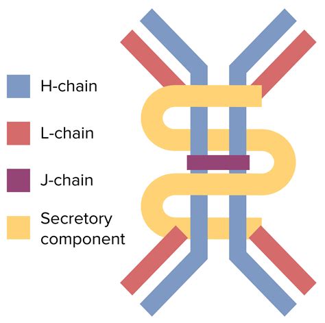 Selective Iga Deficiency Concise Medical Knowledge