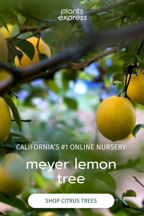 Meyer Lemon Trees For Sale Growing Fruit Trees
