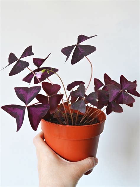 Oxalis Triangularis Propagation 2 Easy Ways Sprouts And Stems