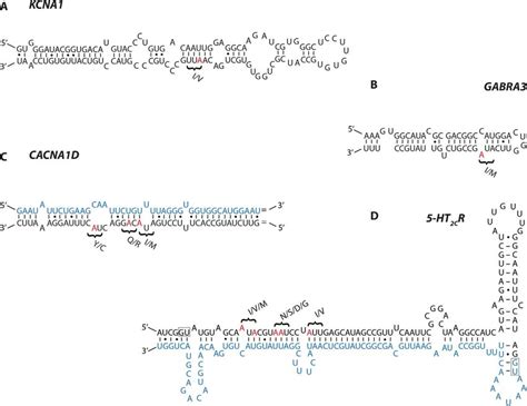 Predicted Rna Duplex Structures Of Adar Substrates Edited Adenosines