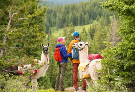 Llama Hiking Travel Trend Millennials Travel Guide