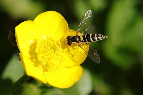 ドロバチはどんな蜂？危険性は低く巣の駆除も簡単な益虫 ハチお助け本舗