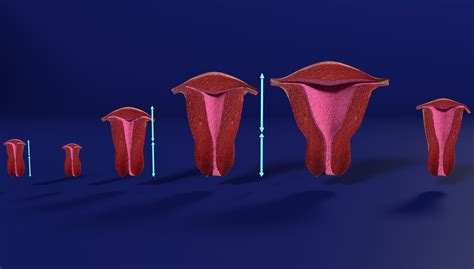 Uterus Stages Cut Section Animated Labelled 3d Model Superhive Formerly Blender Market