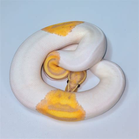 Banana Genex Pied 50 Het Clown Ball Python By Regius Brothers Morphmarket