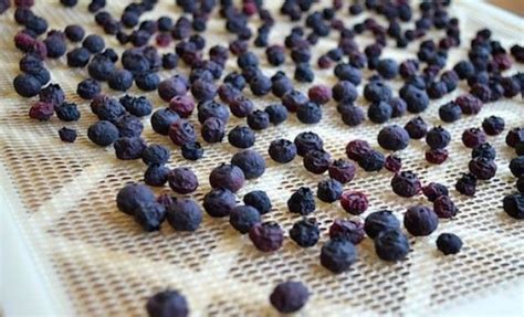 Kaip Ir Kiek Laiko Džiovinti Mėlynes Džiovintos Mėlynės