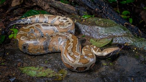 King Cobra Vs Python Which Is More Dangerous