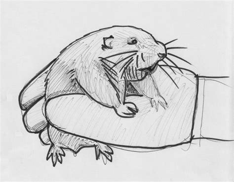 Gopher Sketch At Explore Collection Of Gopher Sketch