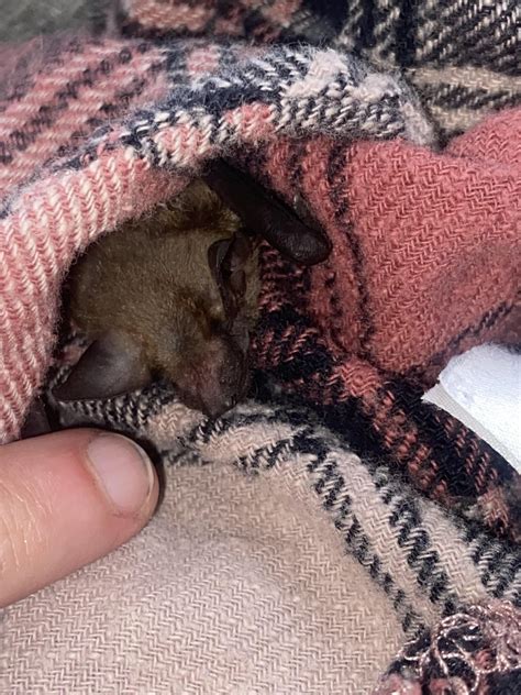 Found This Pup Small Brown Bat Any Help Or Recommendations Appreciated Rbatty