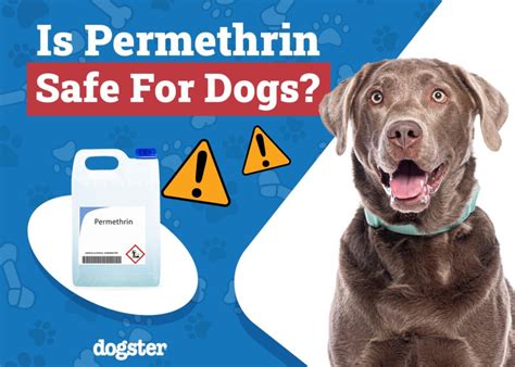 Is Permethrin Safe For Dogs Our Vet Explains Dogster