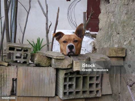 돌 조각 위를 보고 있는 귀여운 아메리칸 스태퍼드셔 테리어 강아지의 근접 촬영 초상화 가축에 대한 스톡 사진 및 기타 이미지 가축 개 개과 Istock