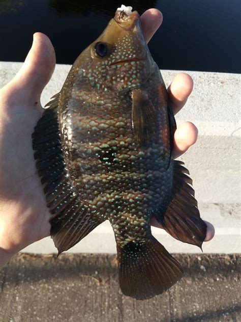 What Fish Is This Caught In A Florida Canal Released Afterwards Rfish