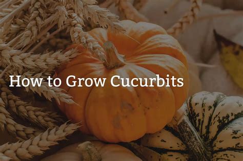 How To Grow Cucurbits Burbank House And Garden