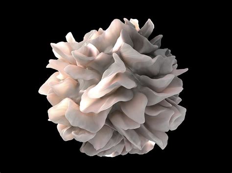 Dendritic Cell Sem By Science Photo Library