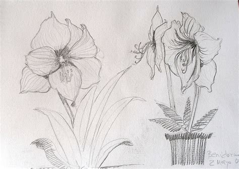 Flores Con Lapiz Imagui