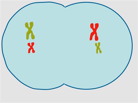 Meiosis How Sex Cells Form Ppt Download
