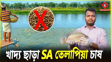 খাদ্য ছাড়া Sa তেলাপিয়া চাষ বিনা খাবারে মনোসেক্স তেলাপিয়া চাষ Shakib Agro Monosex
