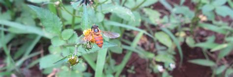 Crfs Botanical Pesticides