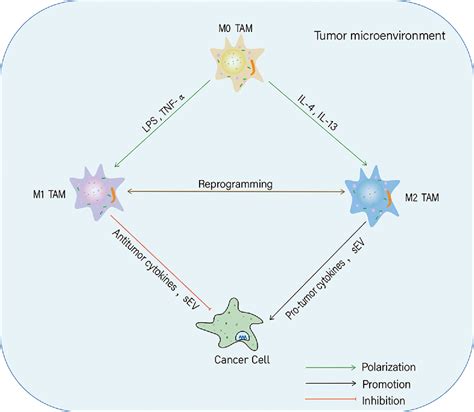 Figure From Crosstalk Among Long Non Coding RNA Tumor Associated Macrophages And Small