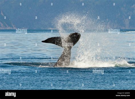 Whale spraying water hi-res stock photography and images - Alamy