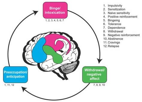 The Stage Based Model Of Addiction—using Drosophila To Investigate