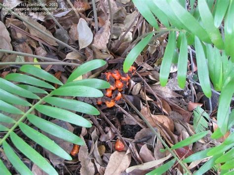 Plantfiles Pictures Zamia Species Coontie Cycad Florida Arrowroot