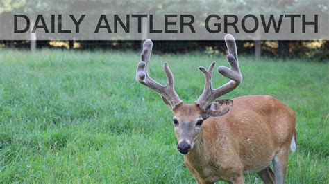 Whitetail Deer Antler Diagram