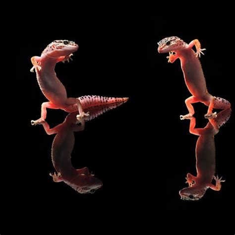 Stream Twig Snapper Music Listen To Songs Albums Playlists For Free On Soundcloud